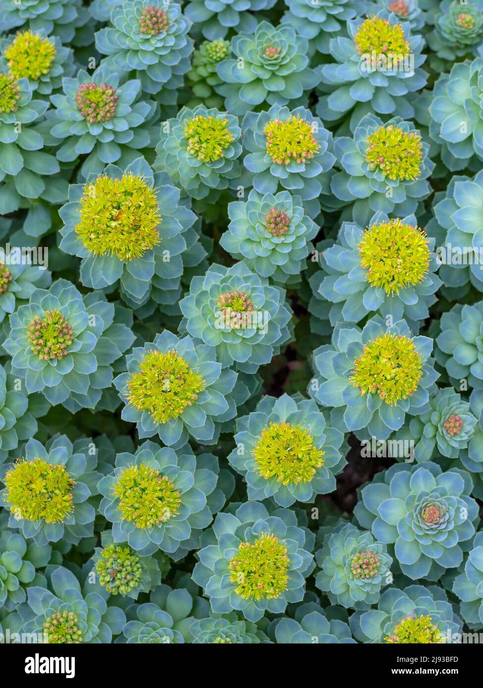 Rhodiola garden hi-res stock photography and images - Alamy