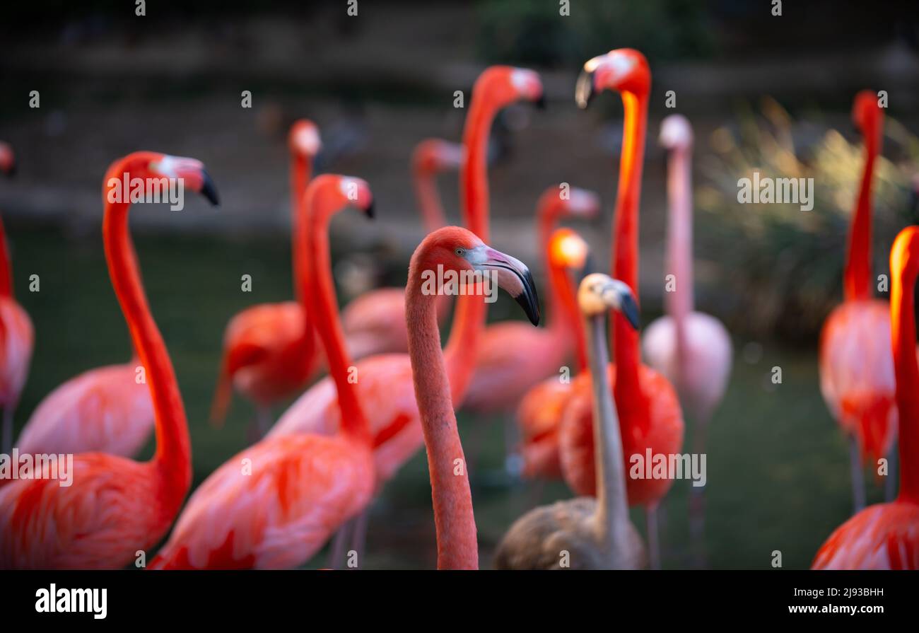 Pink Flamingo in nature. Phoenicopterus ruber in close contact with the ...