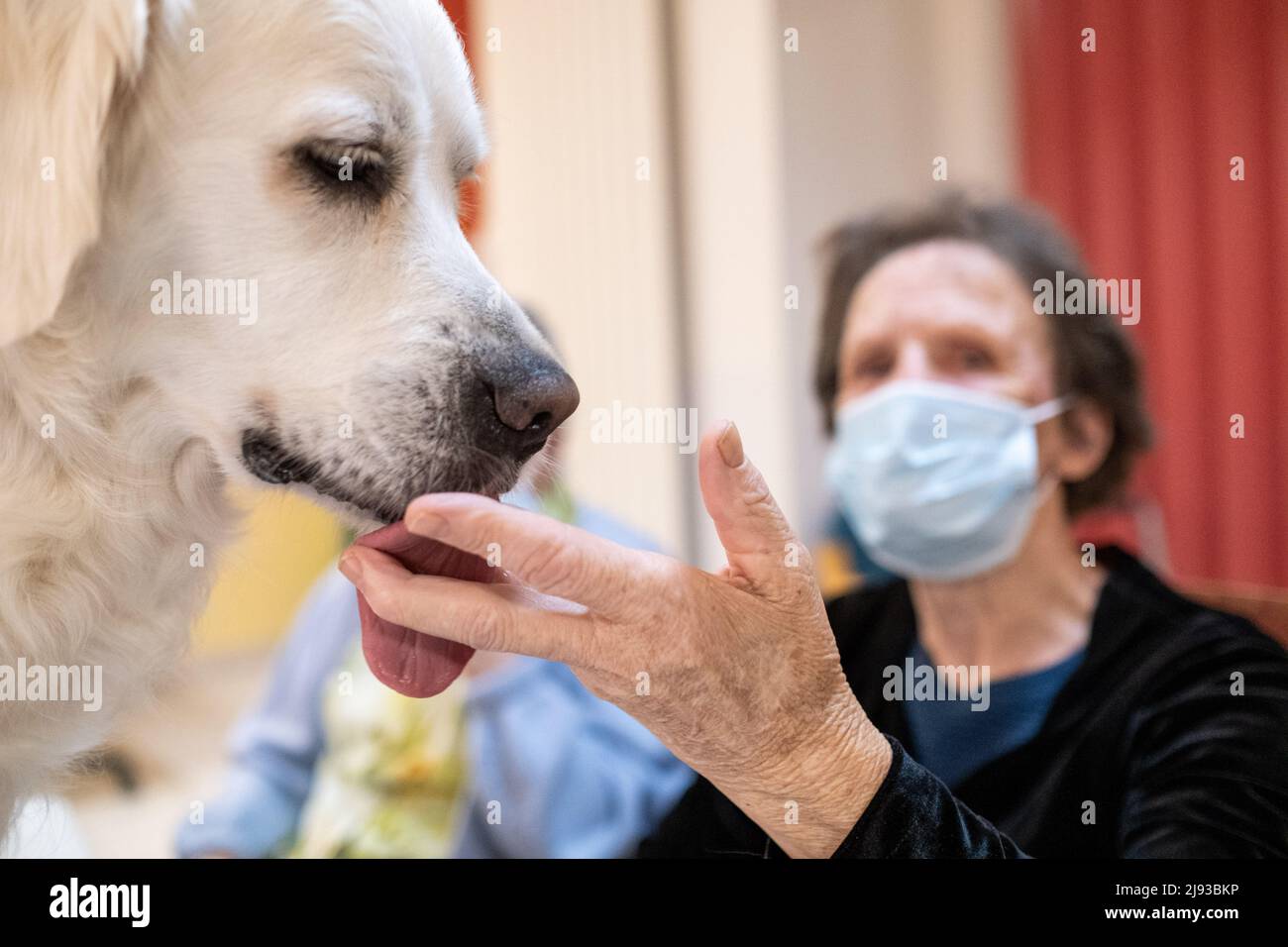 France, Brittany, Tinteniac on 2021-09-23. Animal mediation session at ...