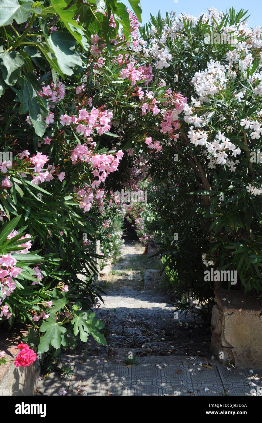 Alley of oleanders of the old chapel of the castle of Ollioules Stock ...