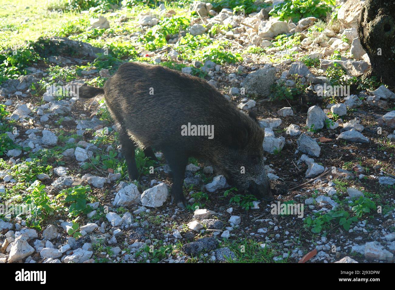The mont faron hi-res stock photography and images - Alamy