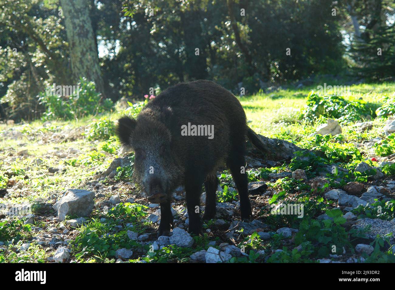 The mont faron hi-res stock photography and images - Alamy