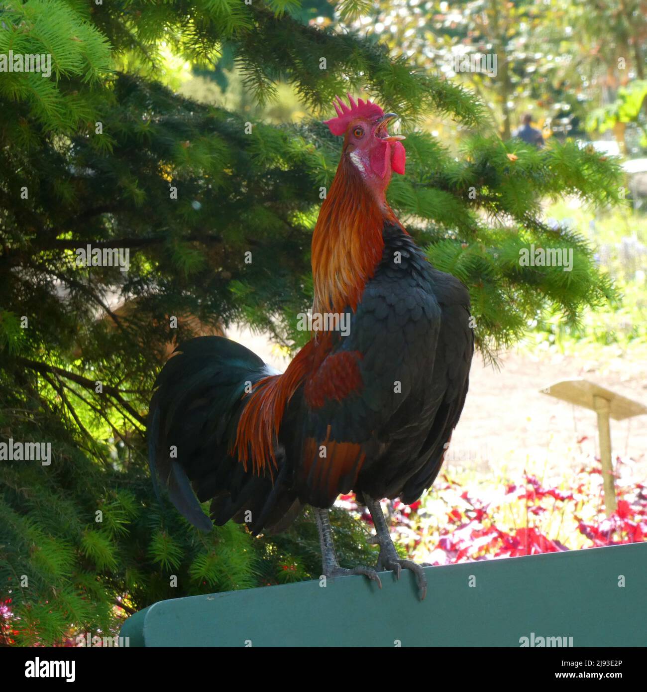 German bantam rooster, black-breasted red coloured, crowing on the back ...