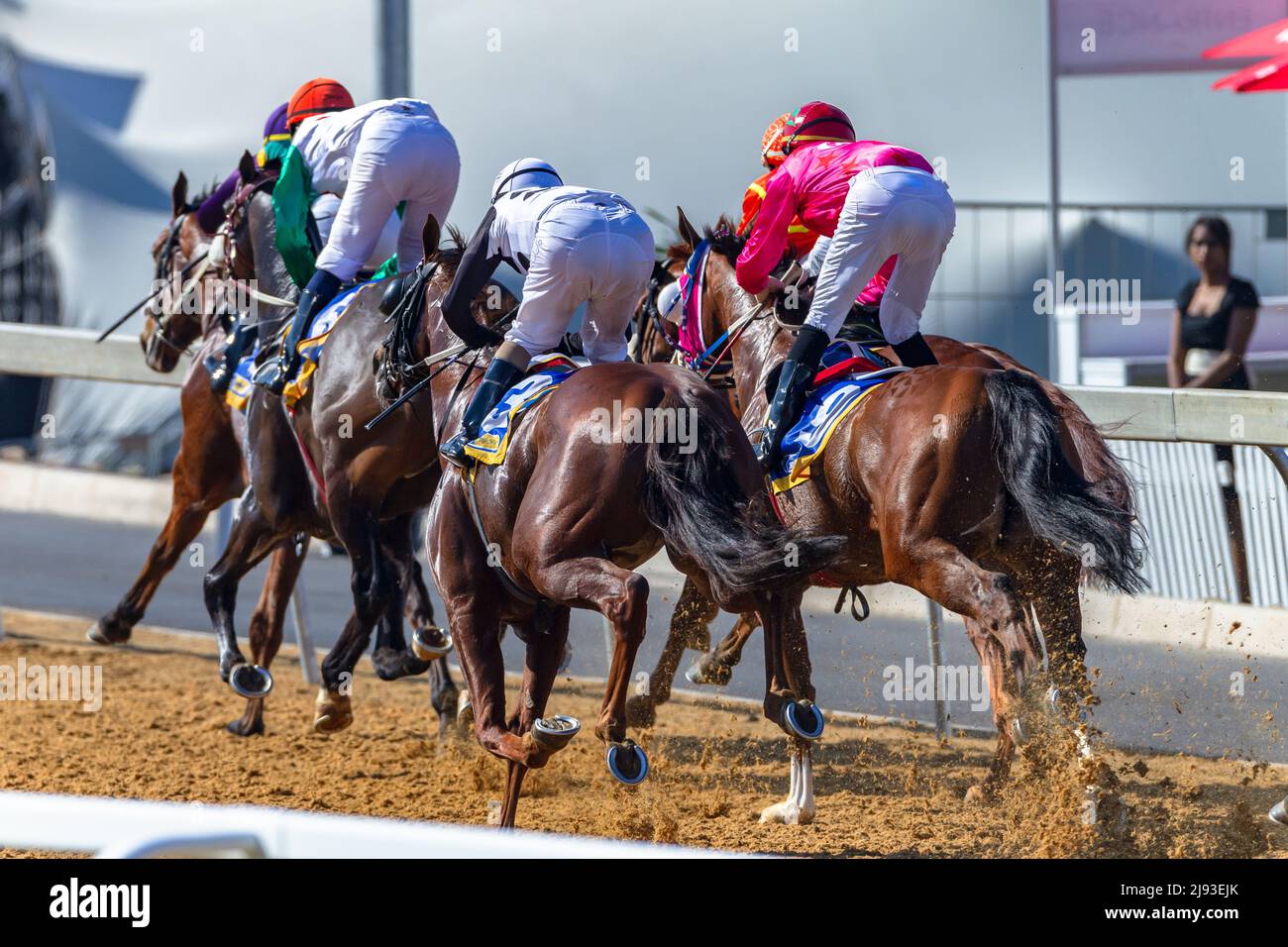 Horse thoroughbred rear hi-res stock photography and images - Alamy