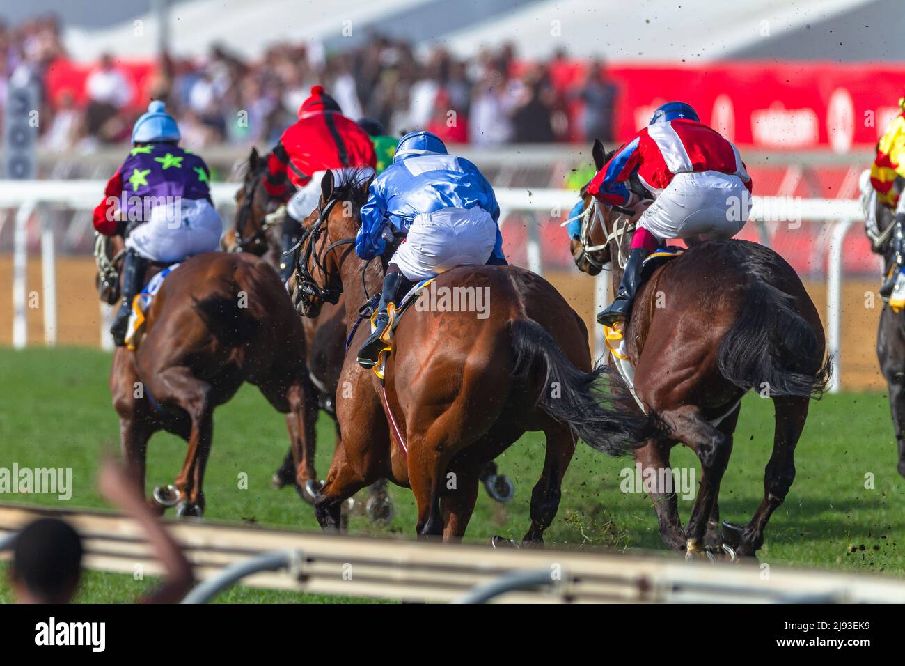Horse racing close-up rear action of jockeys sprinting for the winning ...