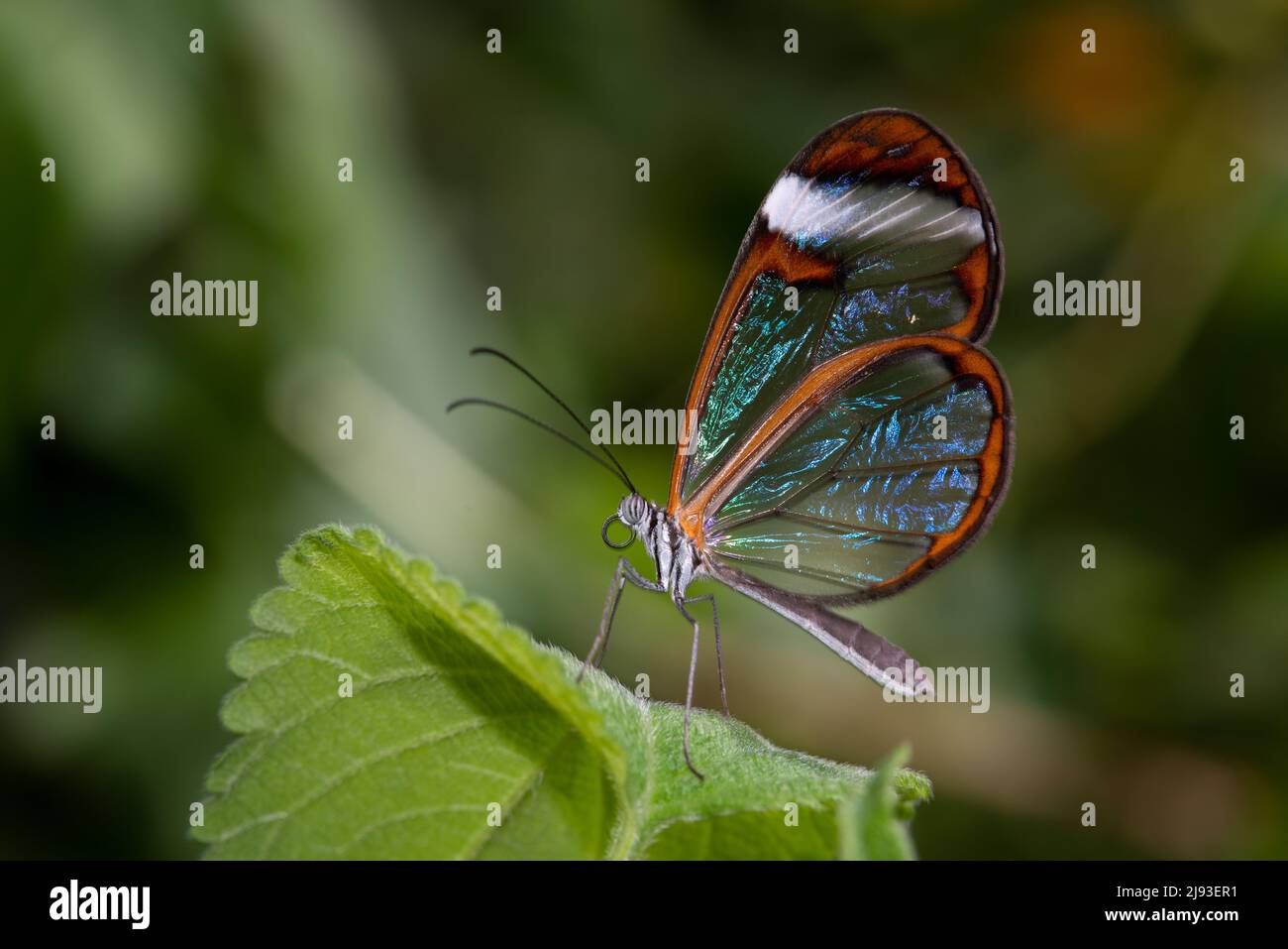 Transparent wings of a butterfly hi-res stock photography and images ...