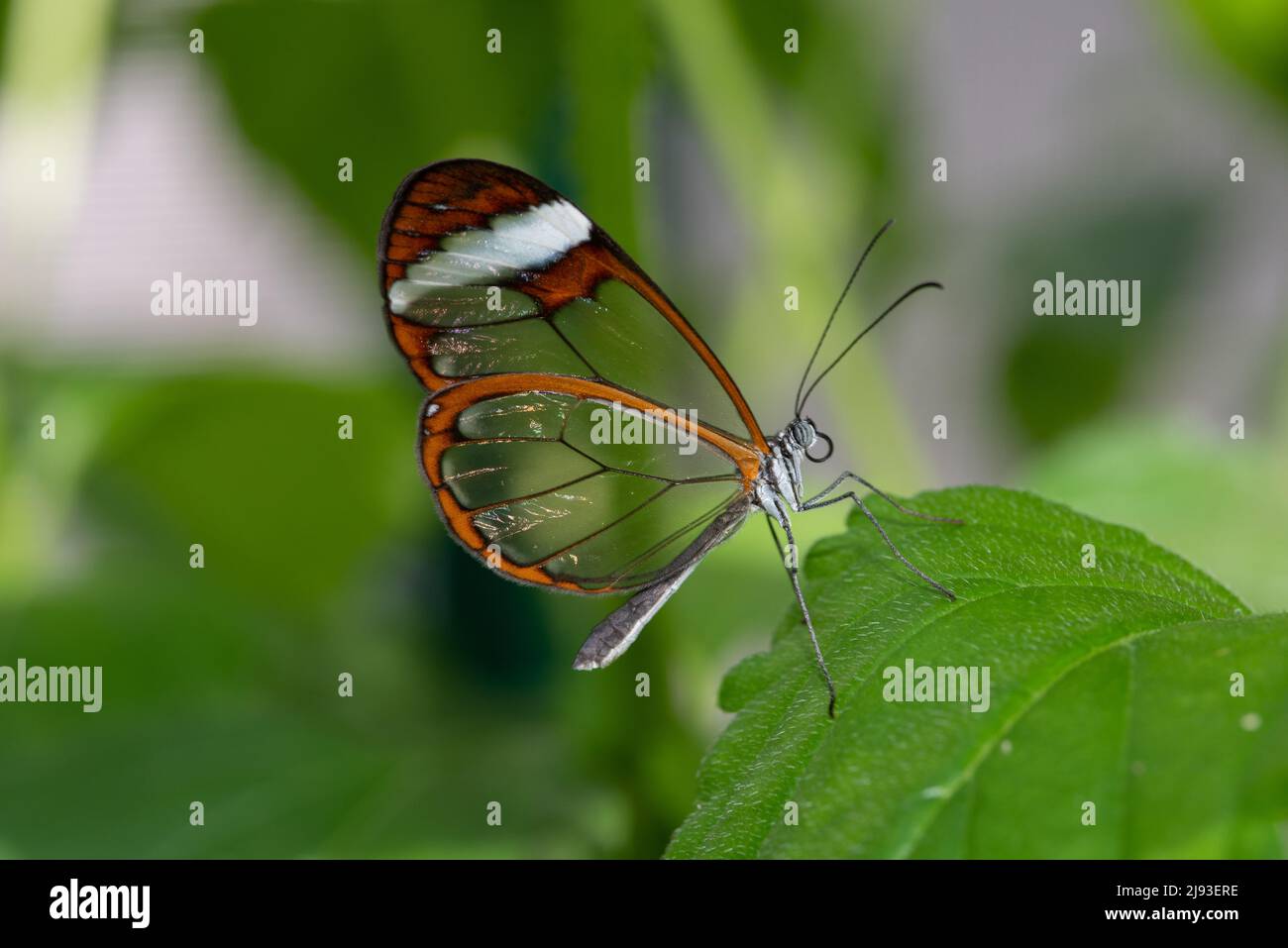 Transparent butterfly wing hi-res stock photography and images - Alamy