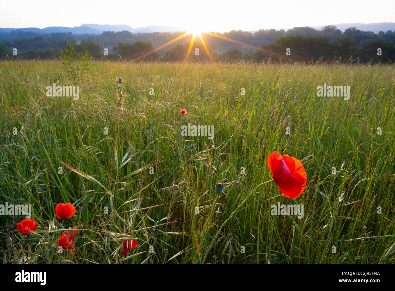 common poppy, corn poppy, corn rose, field poppy, Flanders poppy, or ...