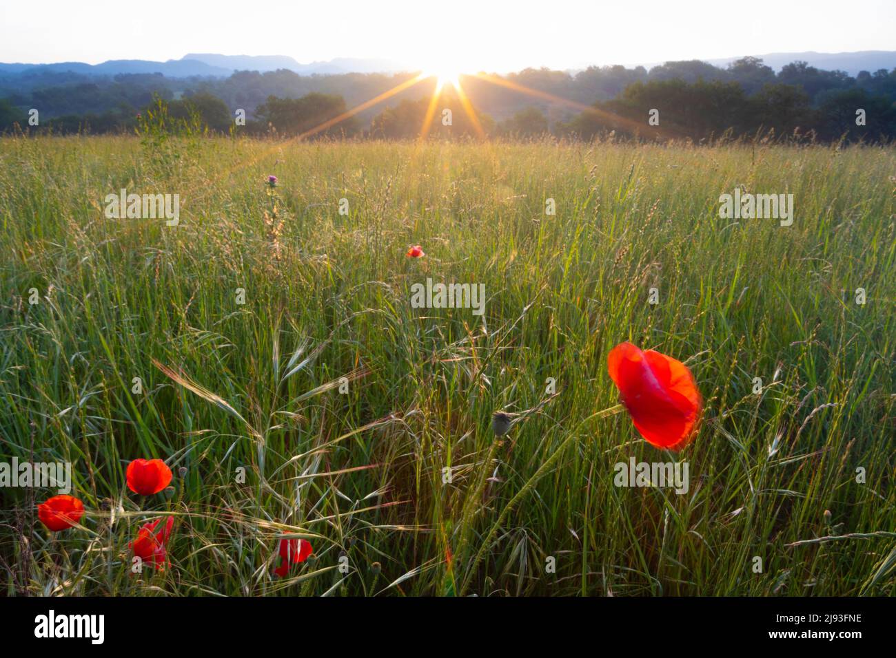 common poppy, corn poppy, corn rose, field poppy, Flanders poppy, or ...