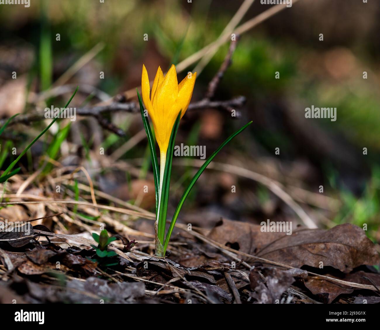 Yellow crocus flower on blurred background, close-up photo of a crocus ...