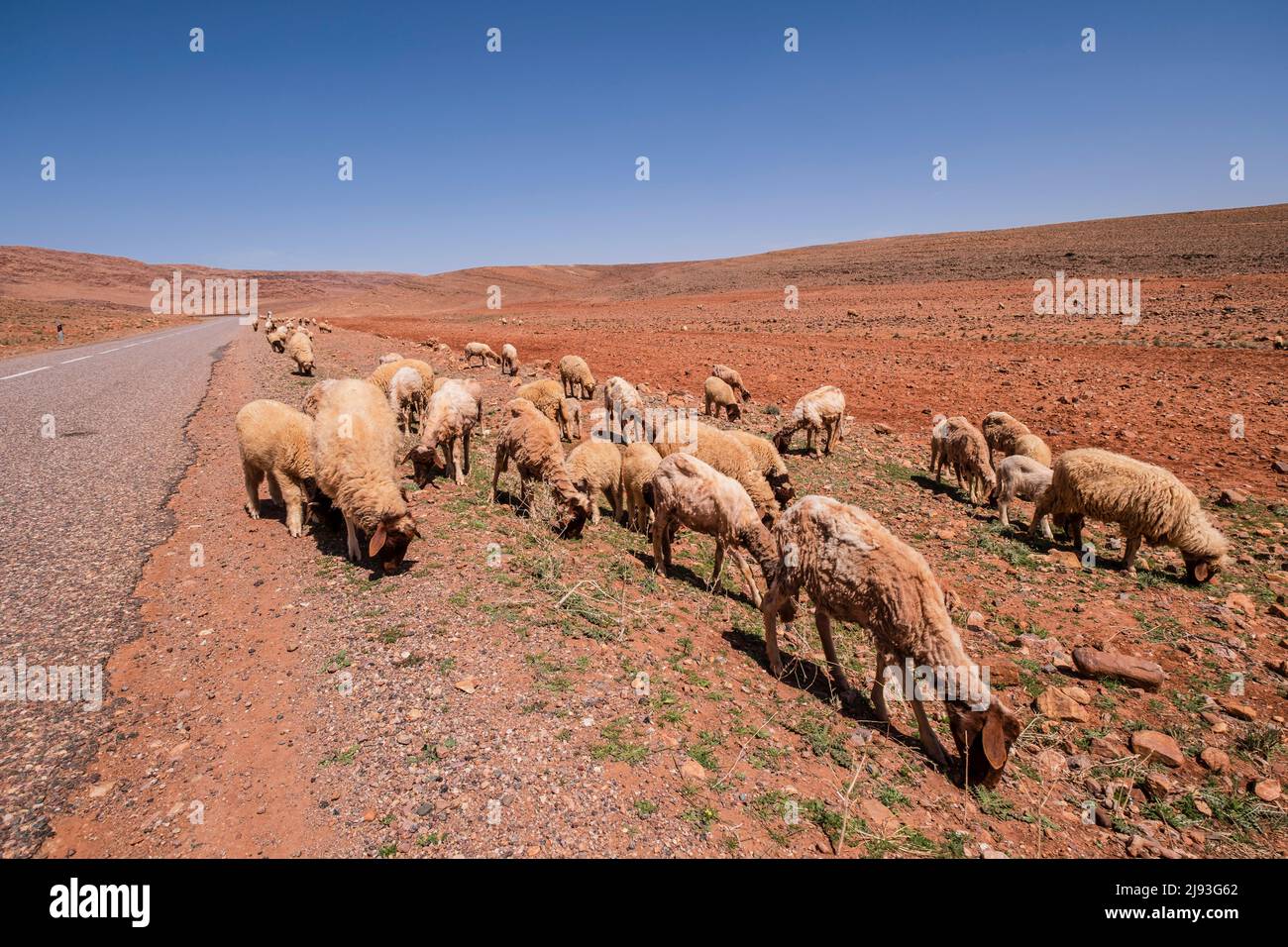 shepherd with his flock near Taliouine, morocco, africa Stock Photo - Alamy