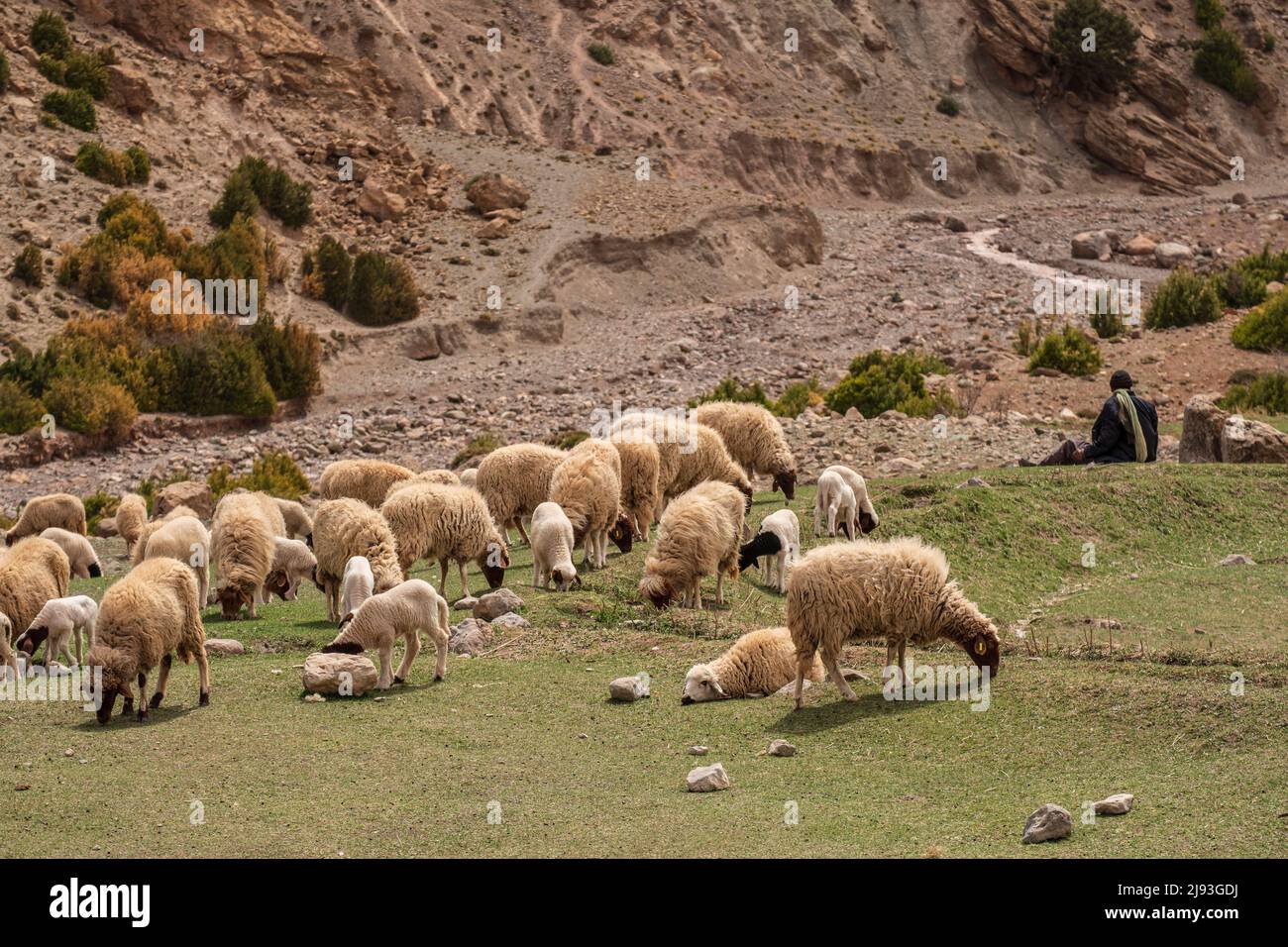 Morocco atlas cattle hi-res stock photography and images - Alamy