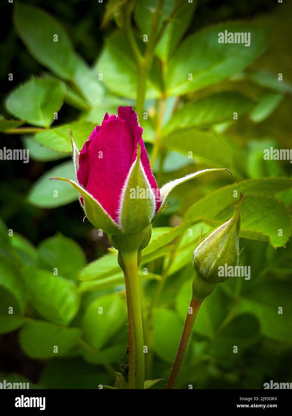 Life with flowers hi-res stock photography and images - Alamy