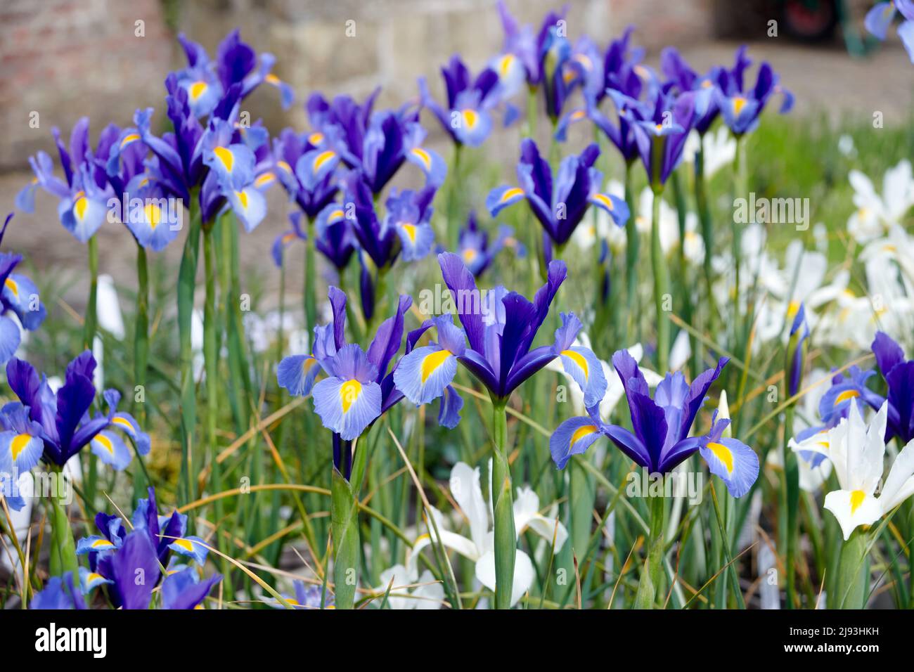 Spanish Iris hybrid (Iris xiphium), flowering during the summer, East ...