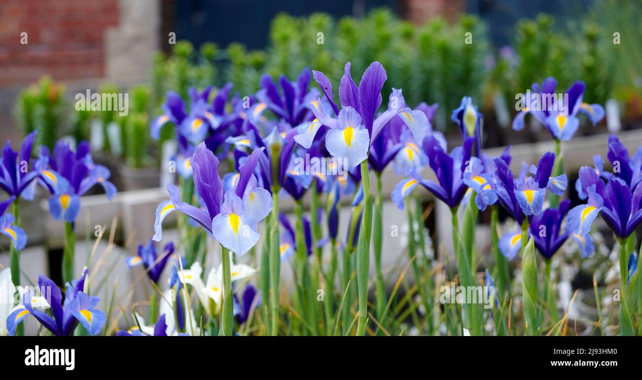 Spanish Iris hybrid (Iris xiphium), flowering during the summer, East ...