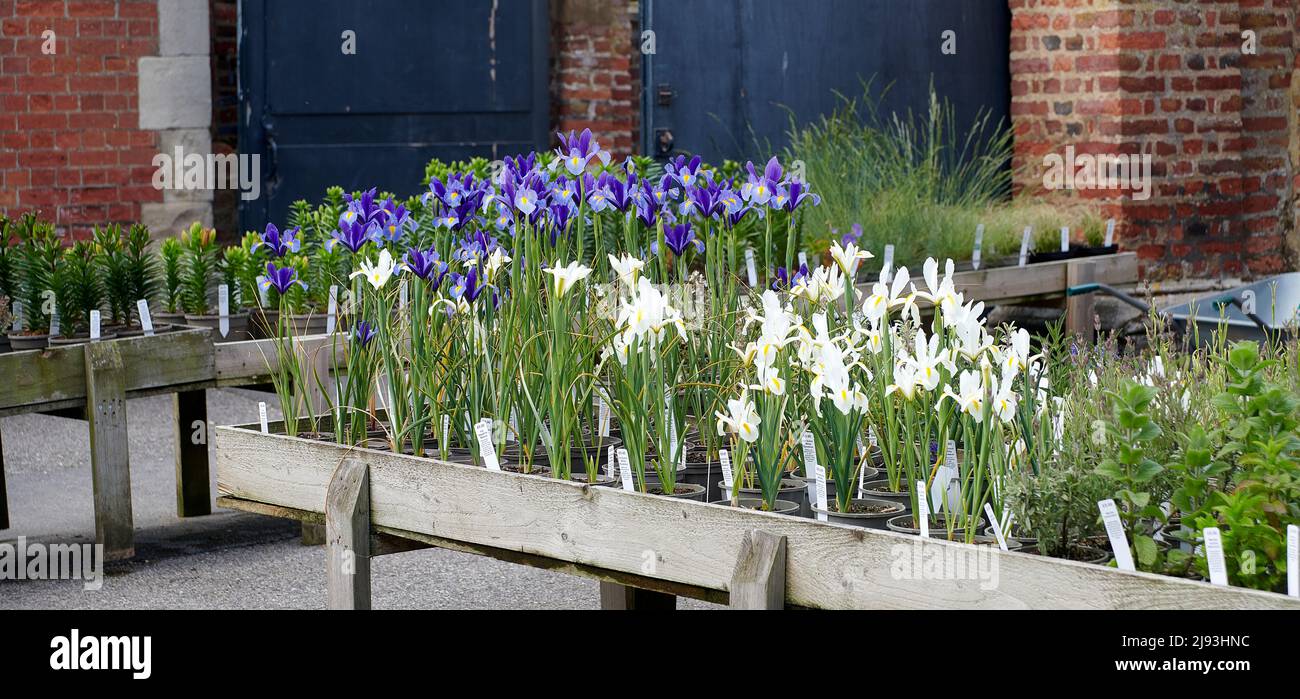 Spanish Iris hybrid (Iris xiphium), flowering during the summer, East ...