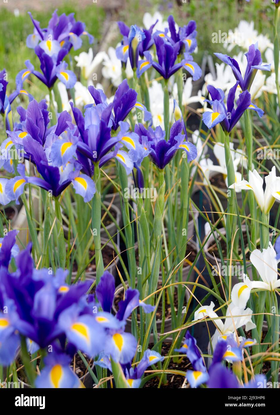 Spanish Iris hybrid (Iris xiphium), flowering during the summer, East ...
