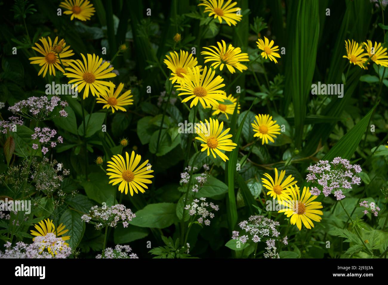 Leopards-bane (doronicum plantagineum) flowering during the summer ...