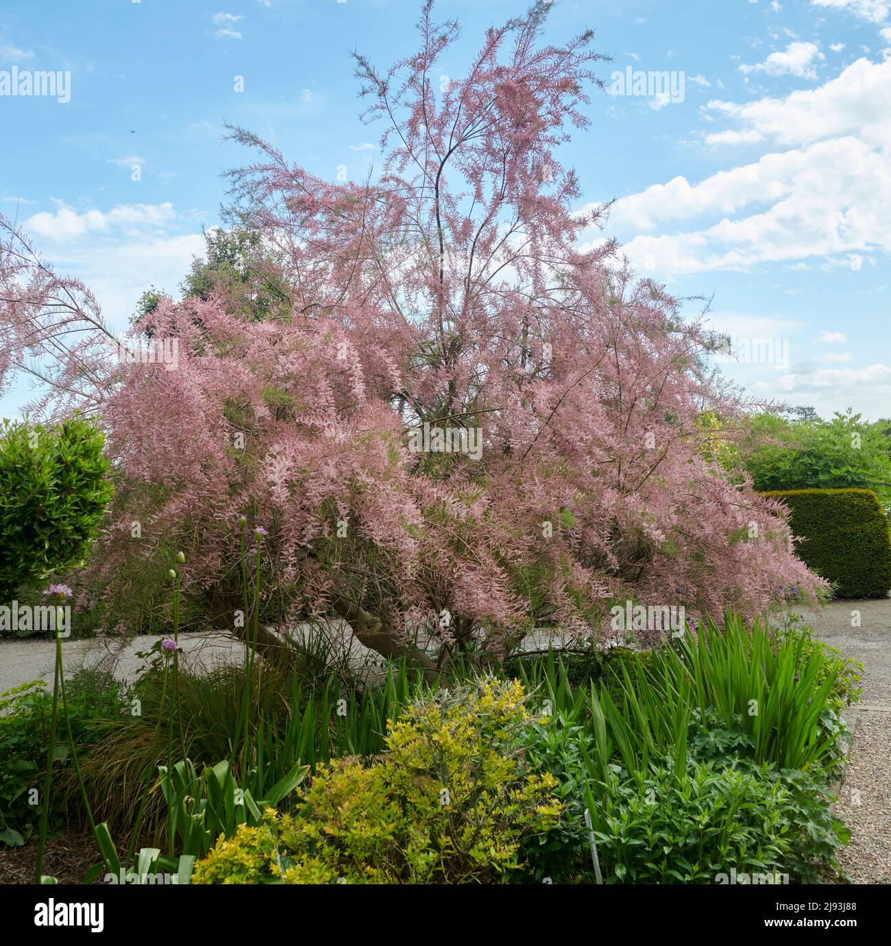 Tamarisk (Tamarisk parviflora) flowering during the summer, East ...
