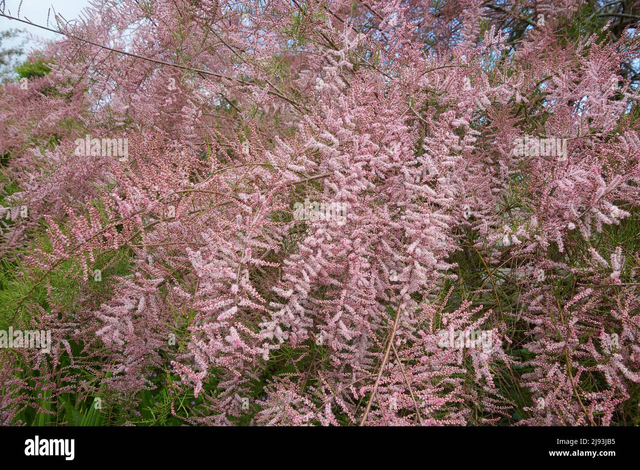 Tamarisk (Tamarisk parviflora) flowering during the summer, East ...