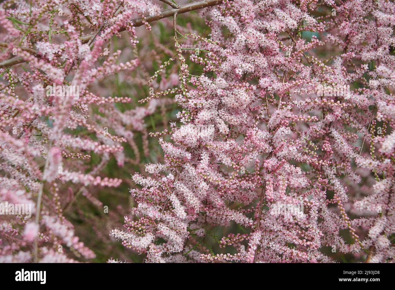 Tamarisk tree texture hi-res stock photography and images - Alamy