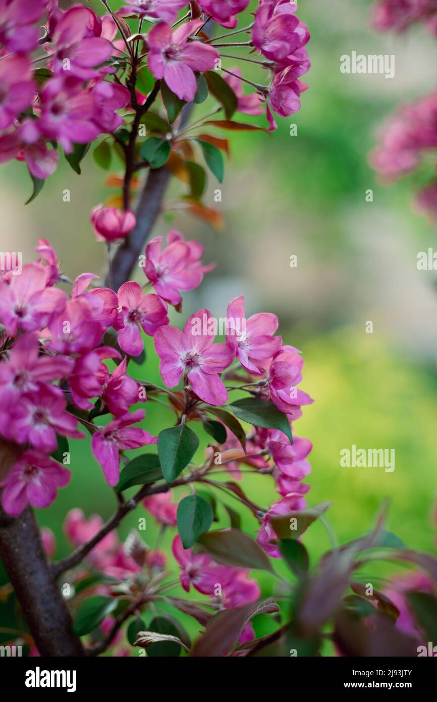 Fruit tree in bloom hi-res stock photography and images - Alamy