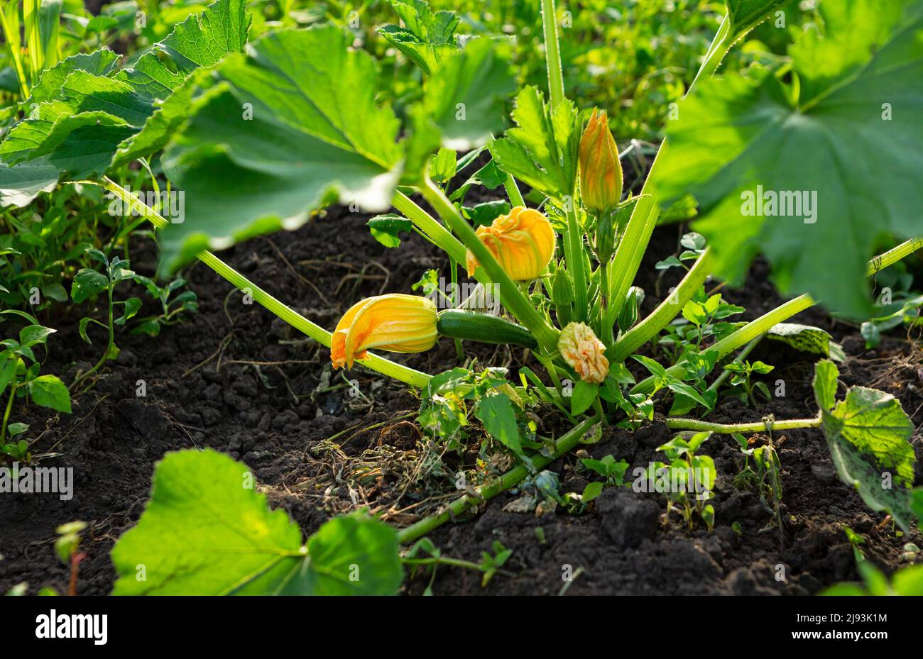 Green courgette zucchini plant growing in a small vegetable garden ...