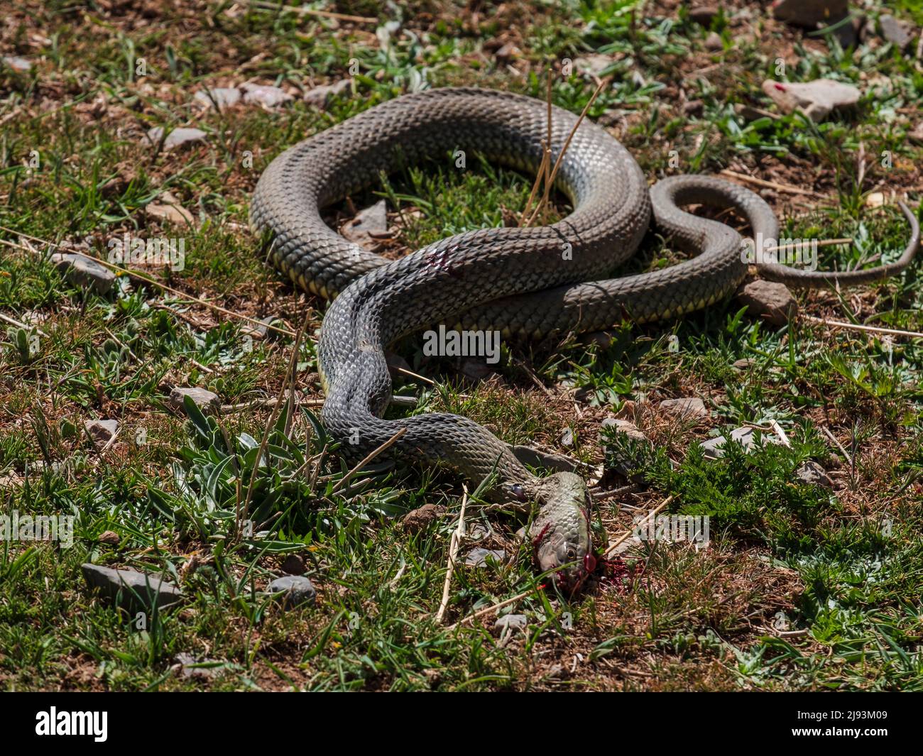 Arab with snake hi-res stock photography and images - Alamy
