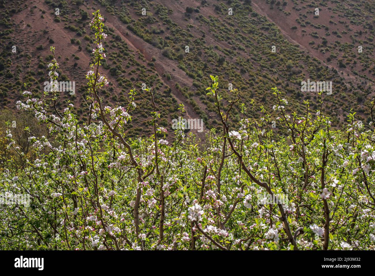 apple trees in bloom, Ait Said, MGoun trek, Bougames valley, Atlas ...
