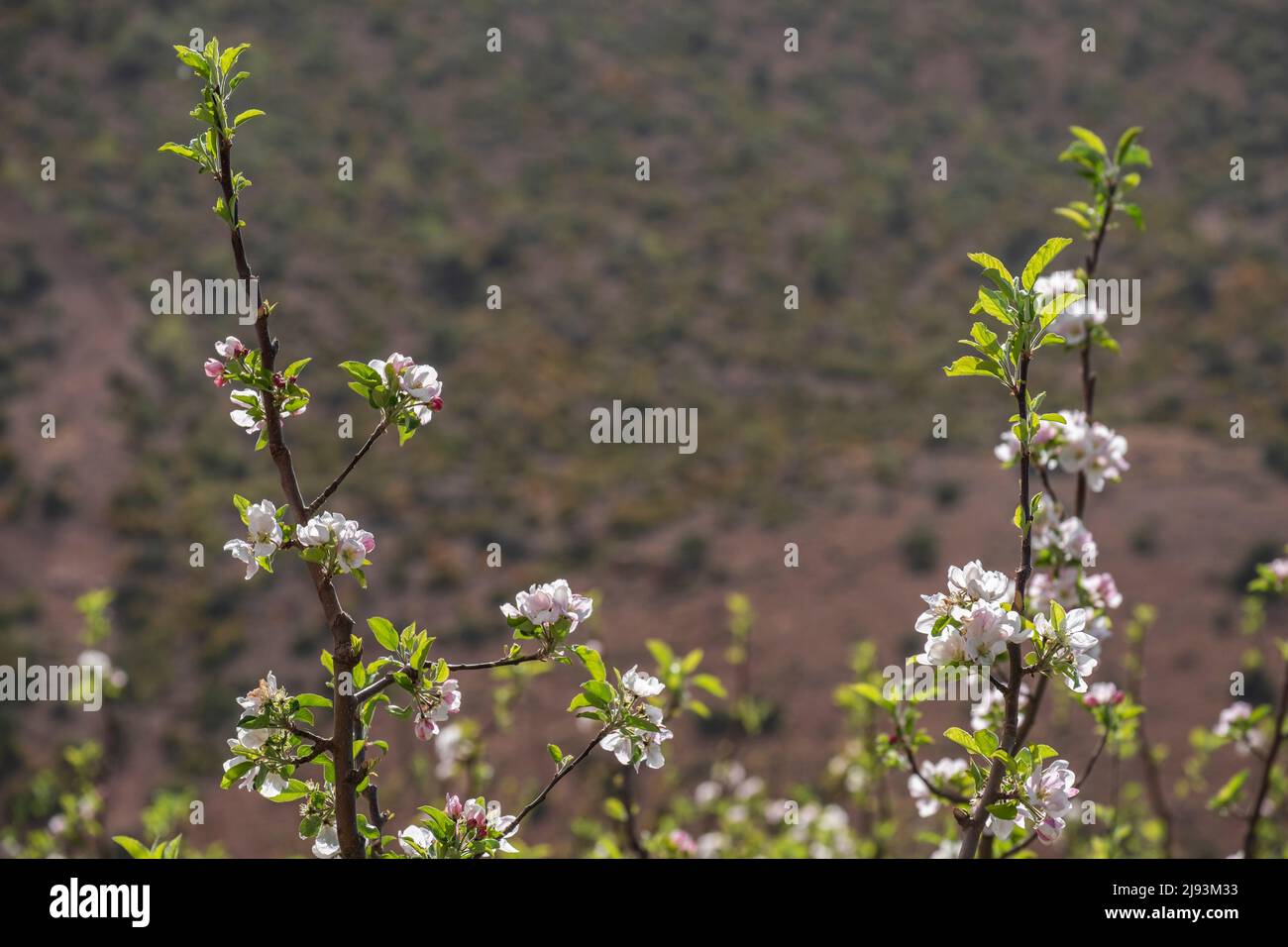 apple trees in bloom, Ait Said, MGoun trek, Bougames valley, Atlas ...