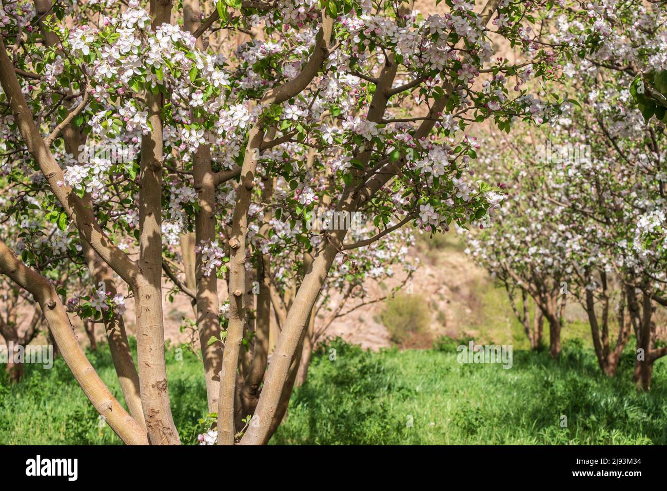 apple trees in bloom, Ait Said, MGoun trek, Bougames valley, Atlas ...