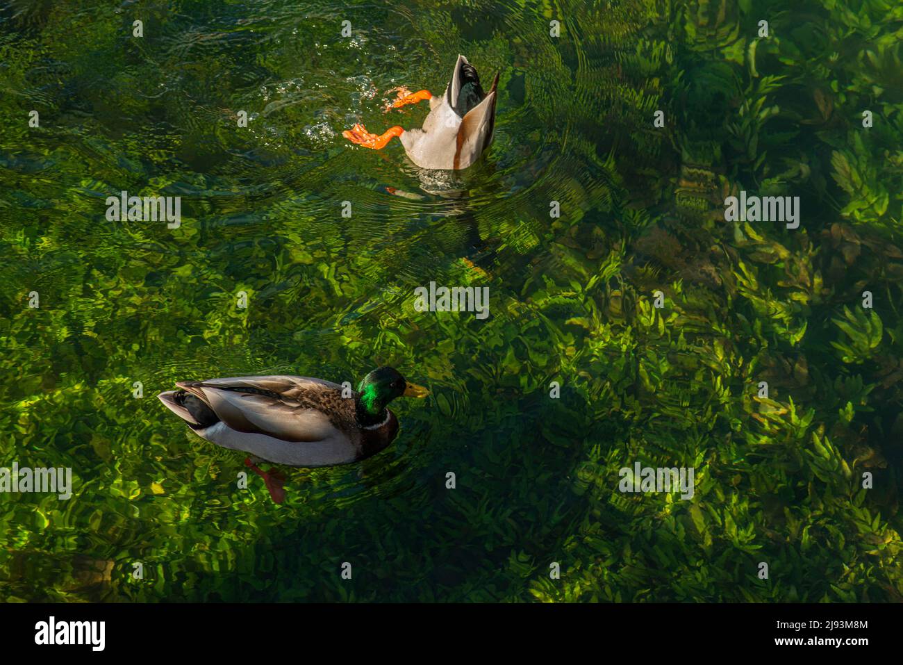 An elevated view of two ducks upended over a fresh water steam with ...