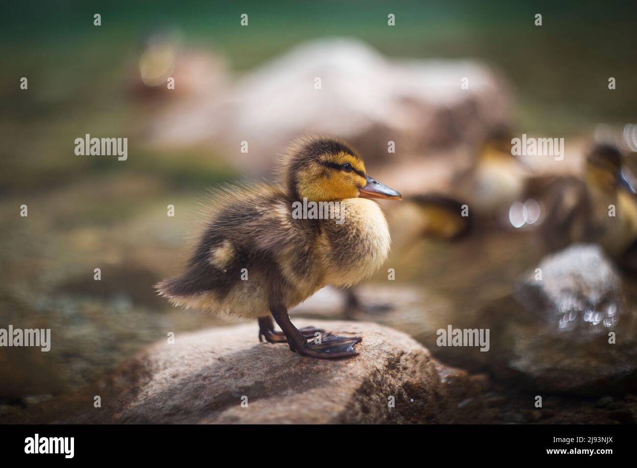 Baby ducks baby ducklings babies young birds hi-res stock photography ...