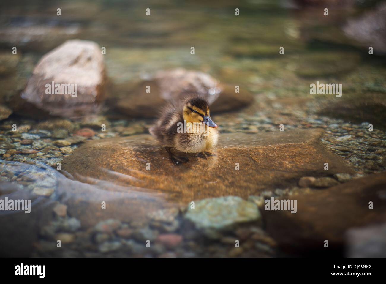 Baby ducks baby ducklings babies young birds hi-res stock photography ...