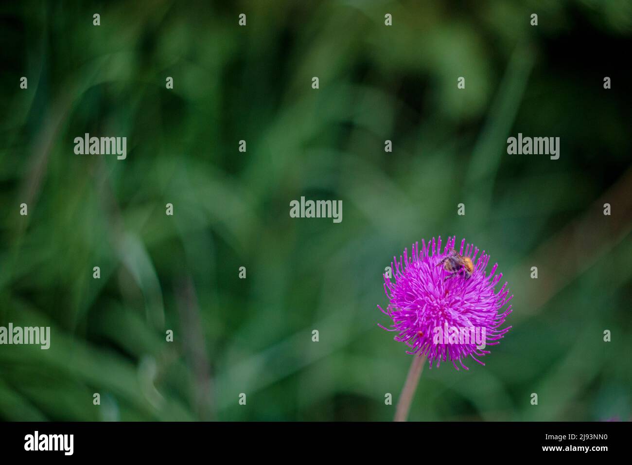 Early spring fragrance hi-res stock photography and images - Alamy