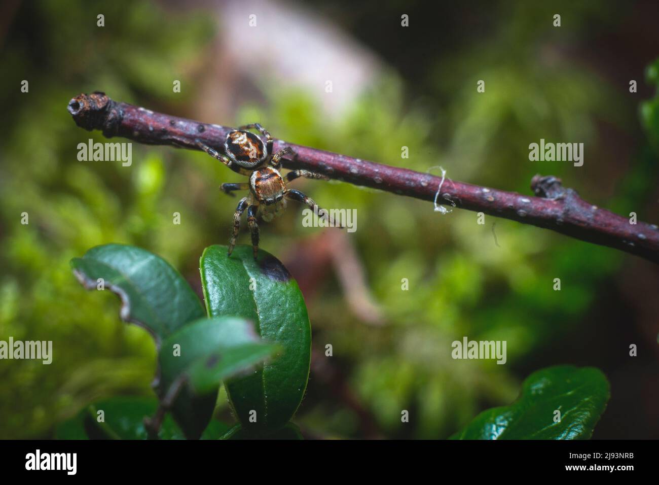 jumping spider walks on a stick in the forest Stock Photo - Alamy