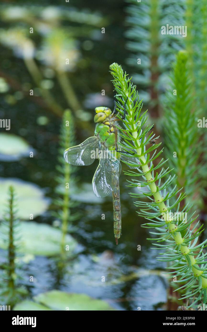 Emperor dragonfly, Anax imperatorjust, just left larval case after ...