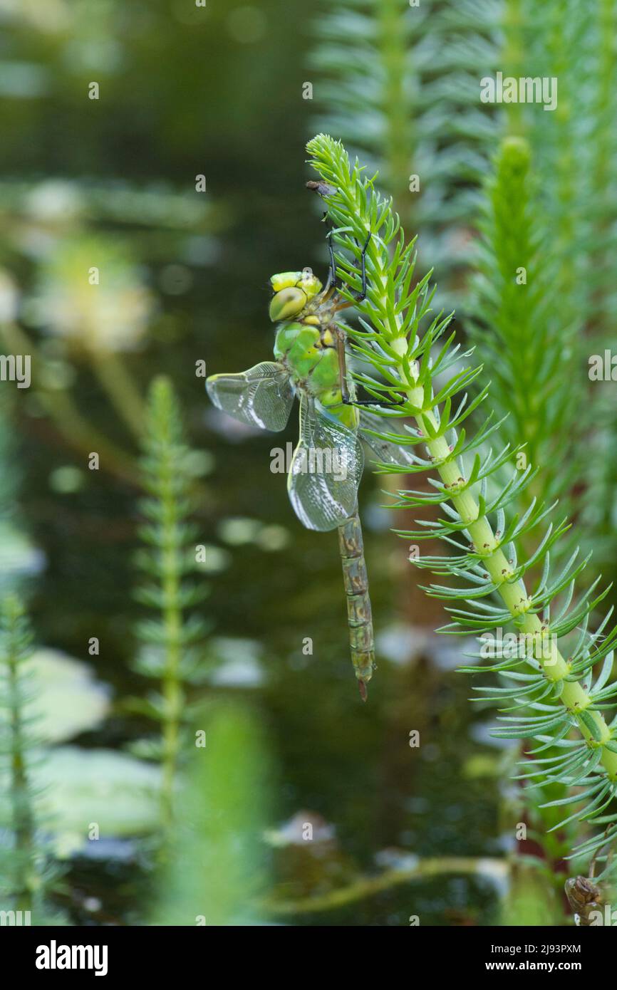 Emperor dragonfly, Anax imperatorjust, just left larval case after ...