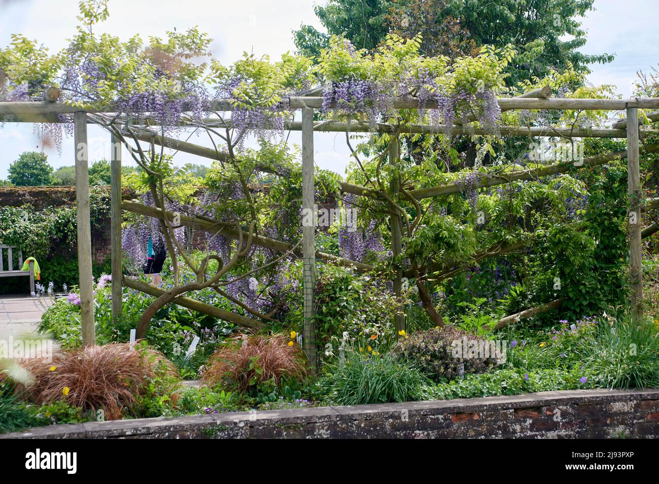 wisteria floribunda flowering over a pergola surrning the summer in a ...