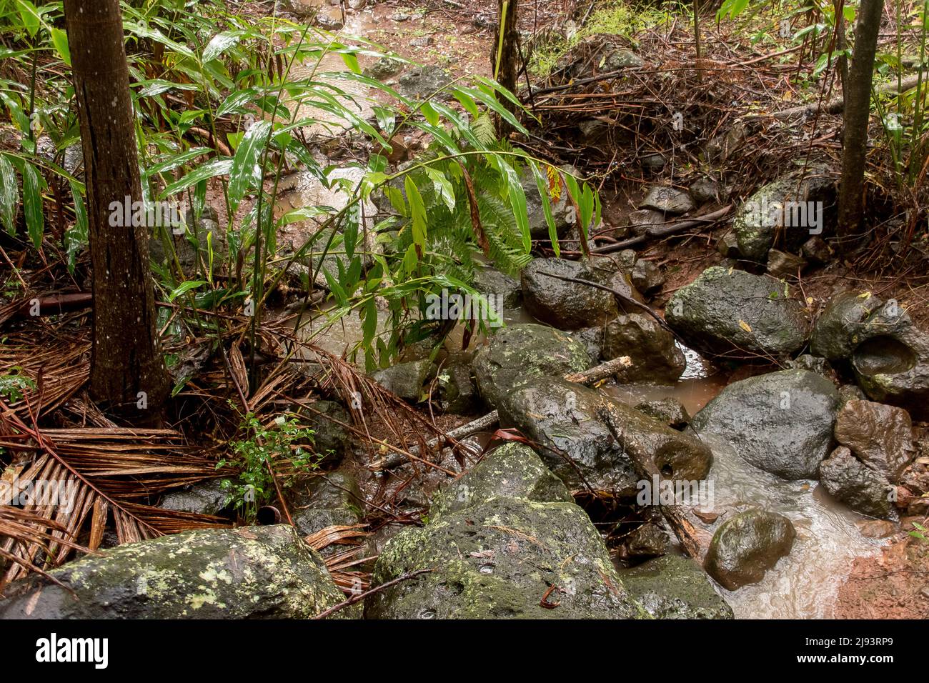 Rainforest creek flowing quickly over basalt boulders after heavy ...