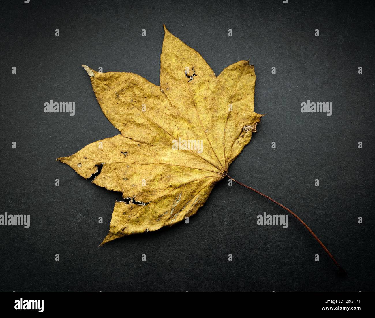 Maple leaf with holes hi-res stock photography and images - Alamy