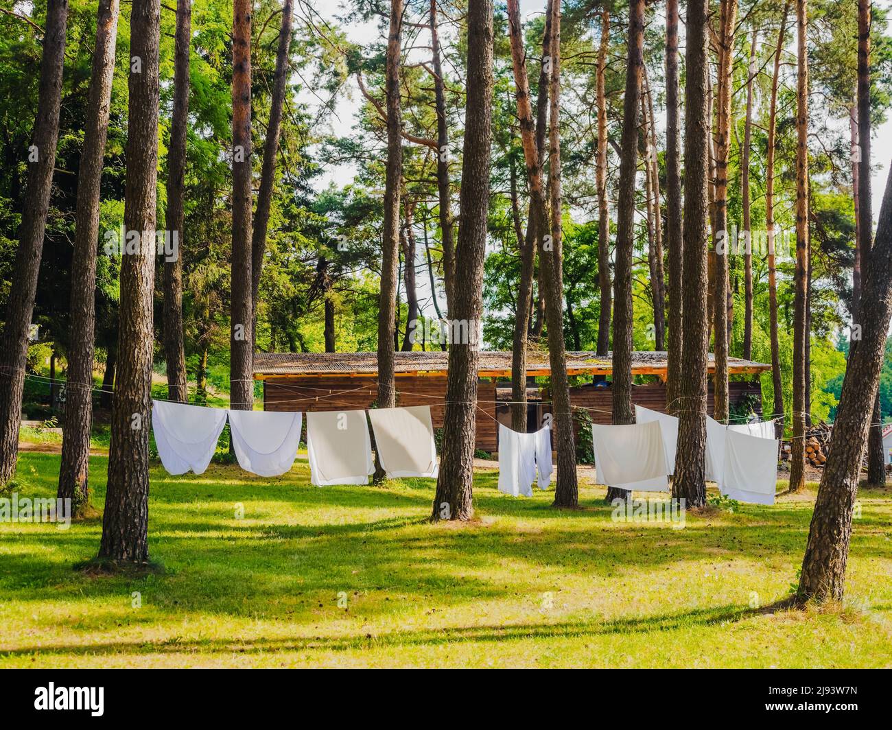 fresh white laundry outdoor between pine trees in a summer camp in a ...