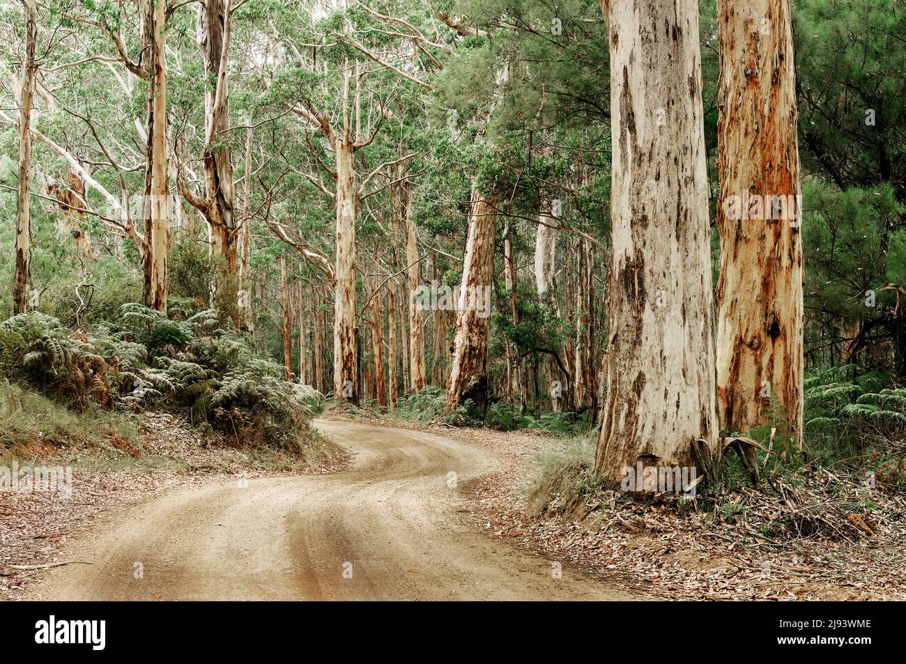 Track leading through ancient Karri Forest in West Cape Howe National ...