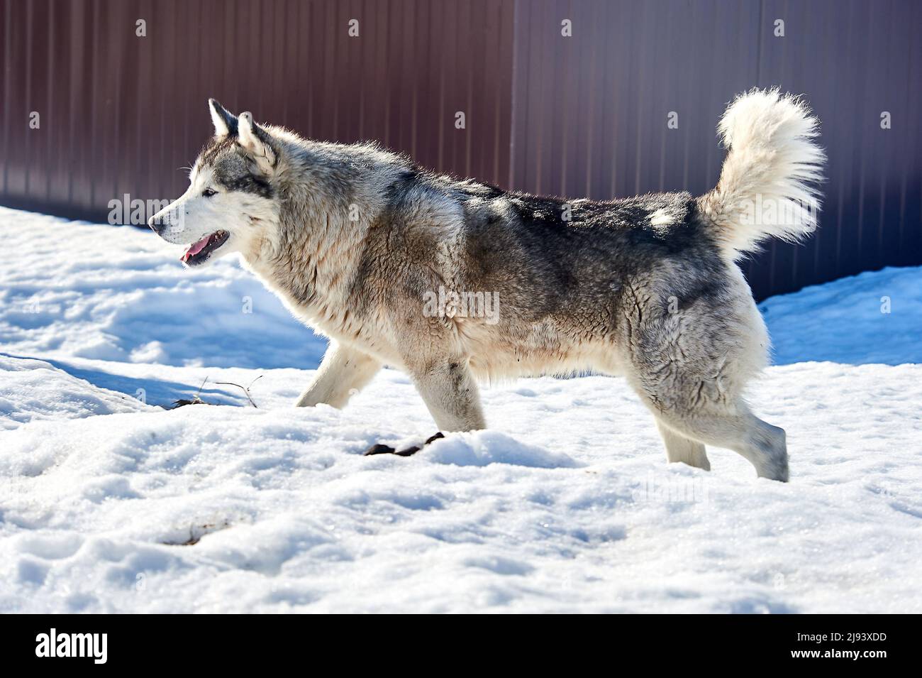 Husky stands hi-res stock photography and images - Alamy
