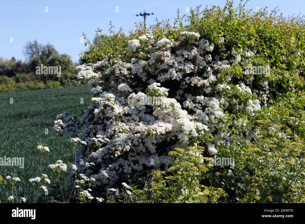Mayflower tree hi-res stock photography and images - Alamy