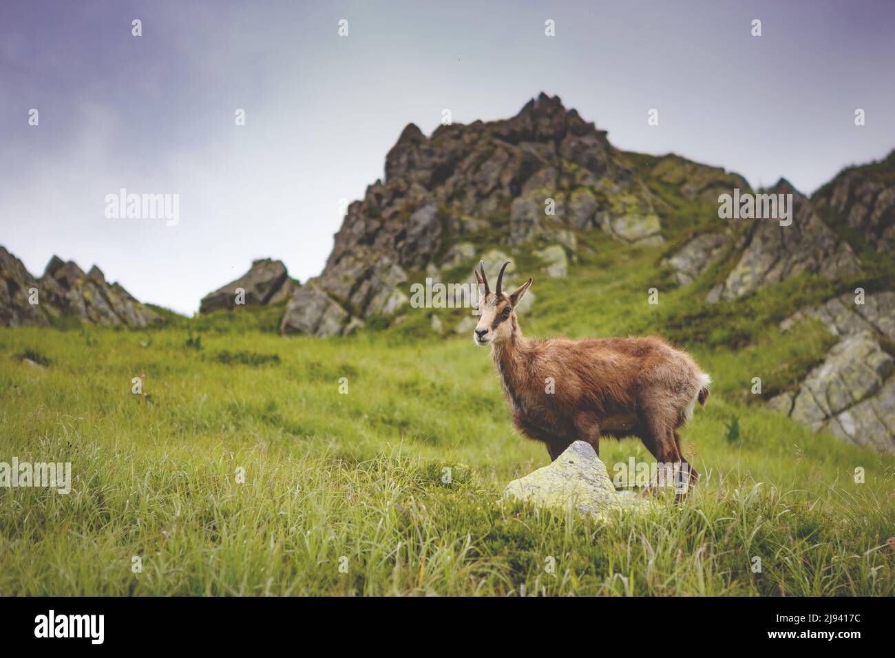Tatra wildlife hi-res stock photography and images - Alamy