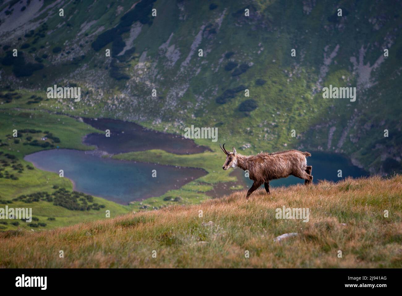 Tatra wildlife hi-res stock photography and images - Alamy