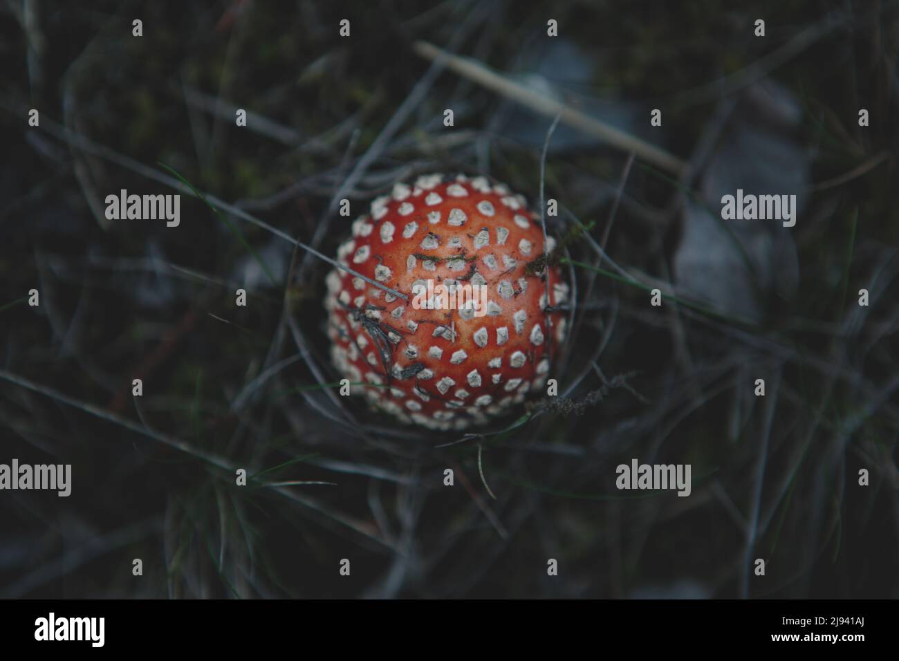 Toadstool spores hi-res stock photography and images - Alamy