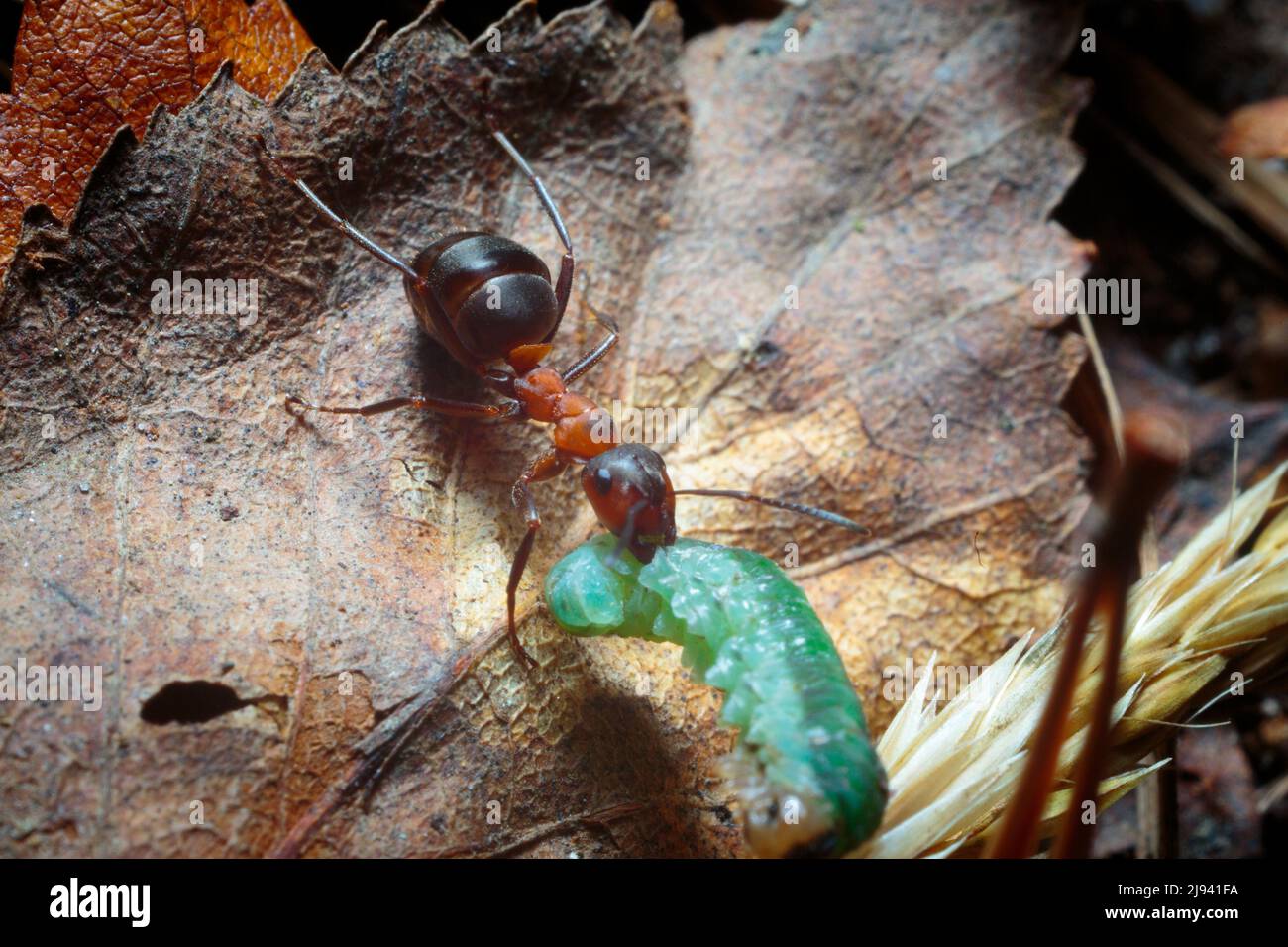 Wood ant formica rufa in hi-res stock photography and images - Alamy