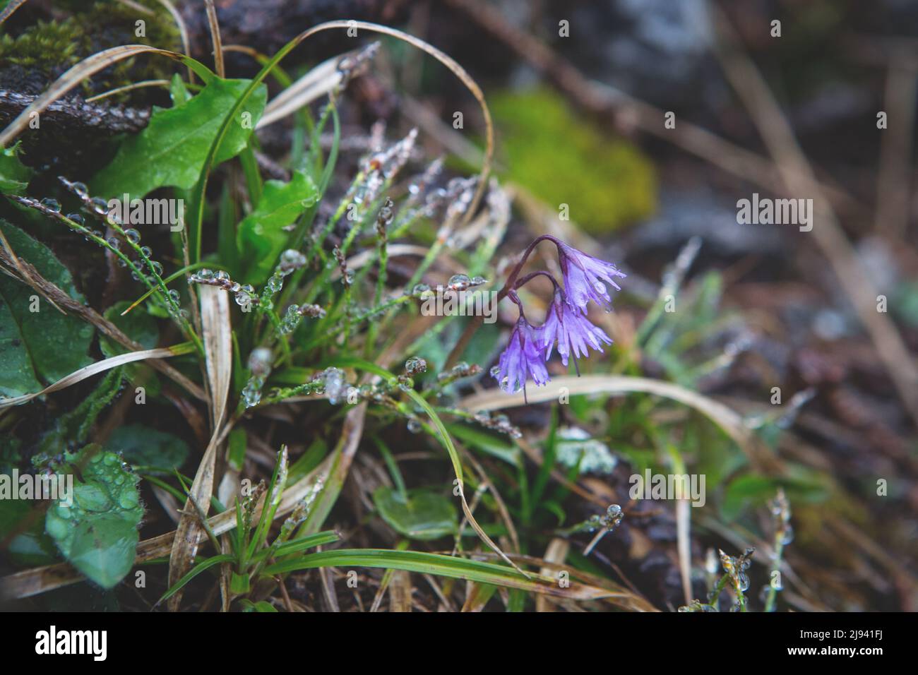 Birth bell hi-res stock photography and images - Alamy